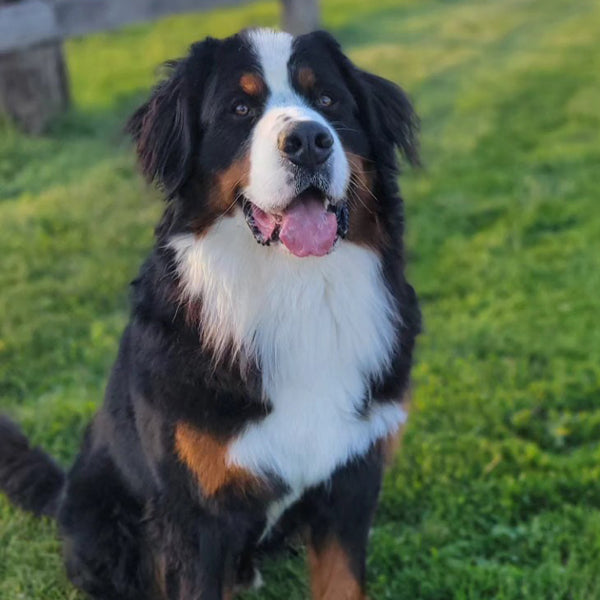 Gypsy Coach Bernese Mountain Dogs in Cuba City, Wisconsin – Gypsy Coach ...